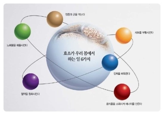 한국효소원 효소의 특징 종류 기능 발효효소 효소식품 효소종류 효소추천 효소다이어트 효소원 네이버 블로그