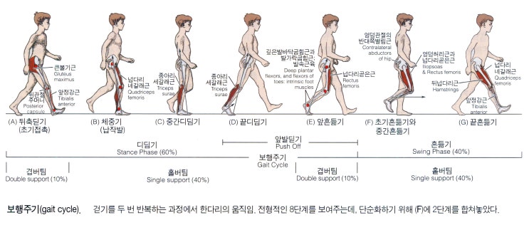 발족부의 근육 02 Extensor Hallucis Brevis 짧은엄지폄근 단무지신근短拇趾伸筋 네이버 블로그