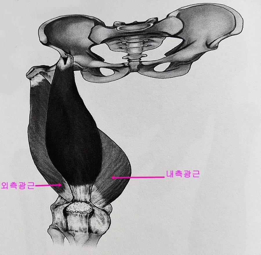 대퇴사두근quadriceps Femoris Muscle 대퇴직근rectus Femoris내측광근vastus