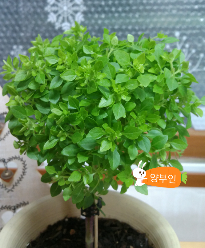 바질트리 바질나무 키우기 네이버 블로그