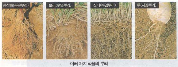 식물의 구조와 기능뿌리 네이버 블로그