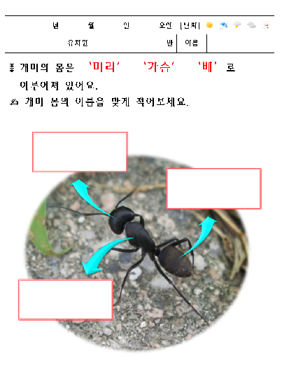 개미프로젝트 교육계획안주제선정의이유주요개념주제망유아수업자료봄곤충프로젝트생물생명교육유치원어린이집초등학교