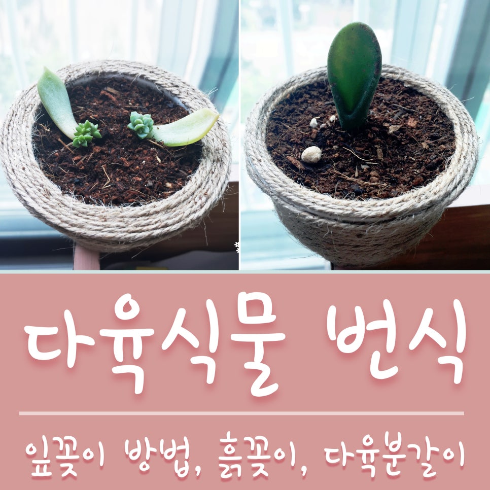 다육이 번식 시키기 분갈이 잎꽂이 다육식물 키우기 네이버 블로그