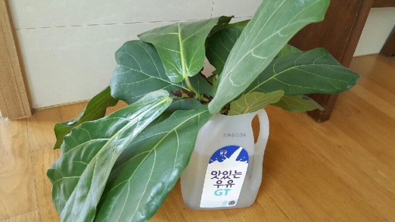 《떡갈고무나무》가지치기물꽂이 꺽꽂이성공화분 흙속 작고 투명한 벌레 쥐며느리퇴치뿌리파리퇴치 네이버 블로그