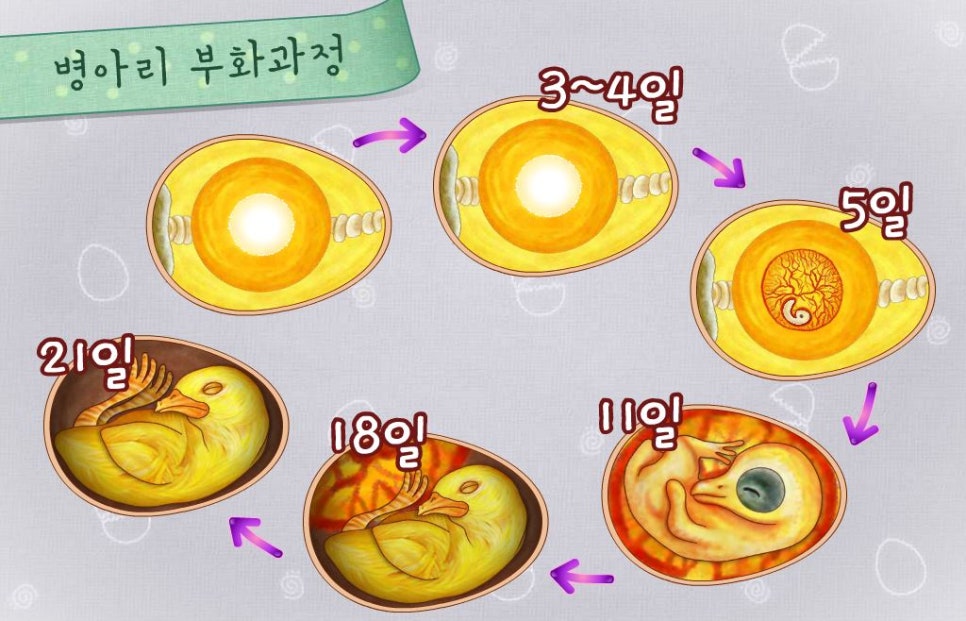 어린이 자연과학 닭의 종류와 생태 병아리 부화 과정 알아보기영상 네이버 블로그