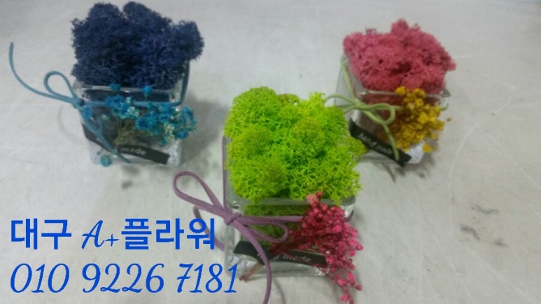 스칸디아모스키우기 모스천연이끼 테라리움모스이끼 네이버 블로그