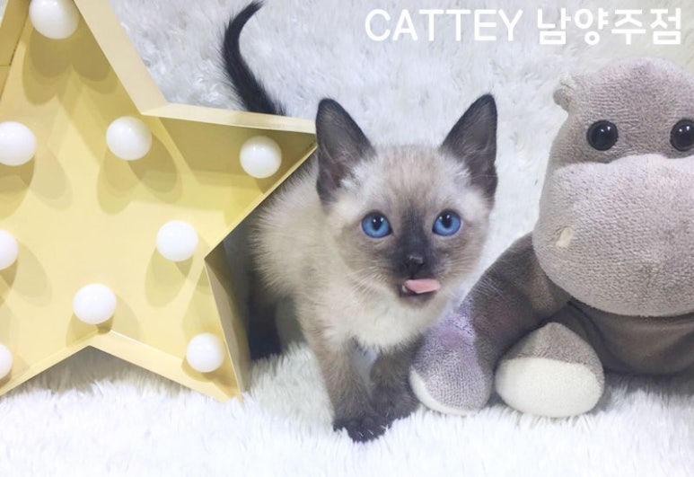 샴고양이 가격분양가성격 짱좋다 네이버 블로그