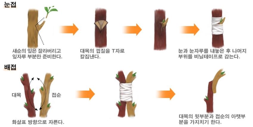 포도 접붙이기 거봉 샤인마스캇 포도 나무 접붙이는 방법 네이버 블로그