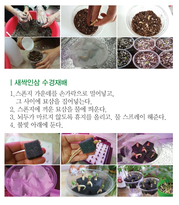 새싹삼 재배 새싹인삼 키우기 꿀팁 및 후기 네이버 블로그