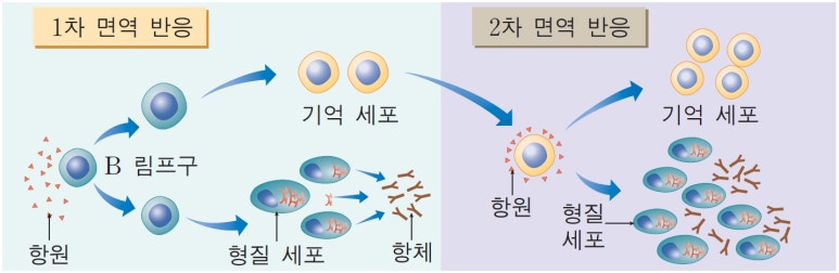 유전자 재조합을 이용한 기술 Gmo Dna백신 등 네이버 블로그