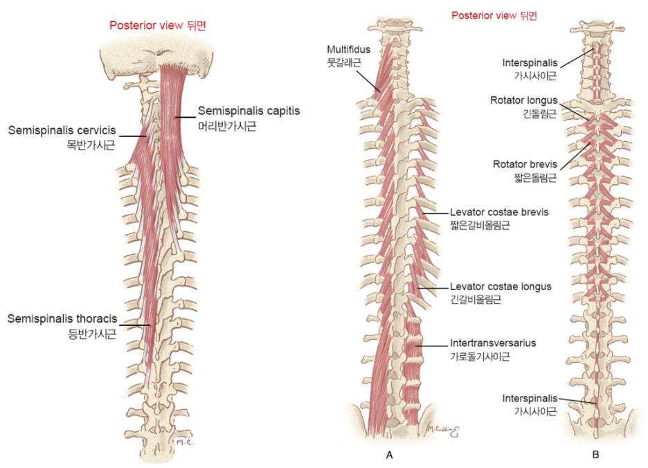 Kinesiology29 Trunk And Craniocervical Region 네이버 블로그