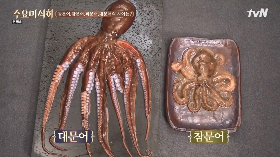 문어의 종류 돌문어 참문어 피문어 대문어의 차이를 알려드려요 네이버 블로그