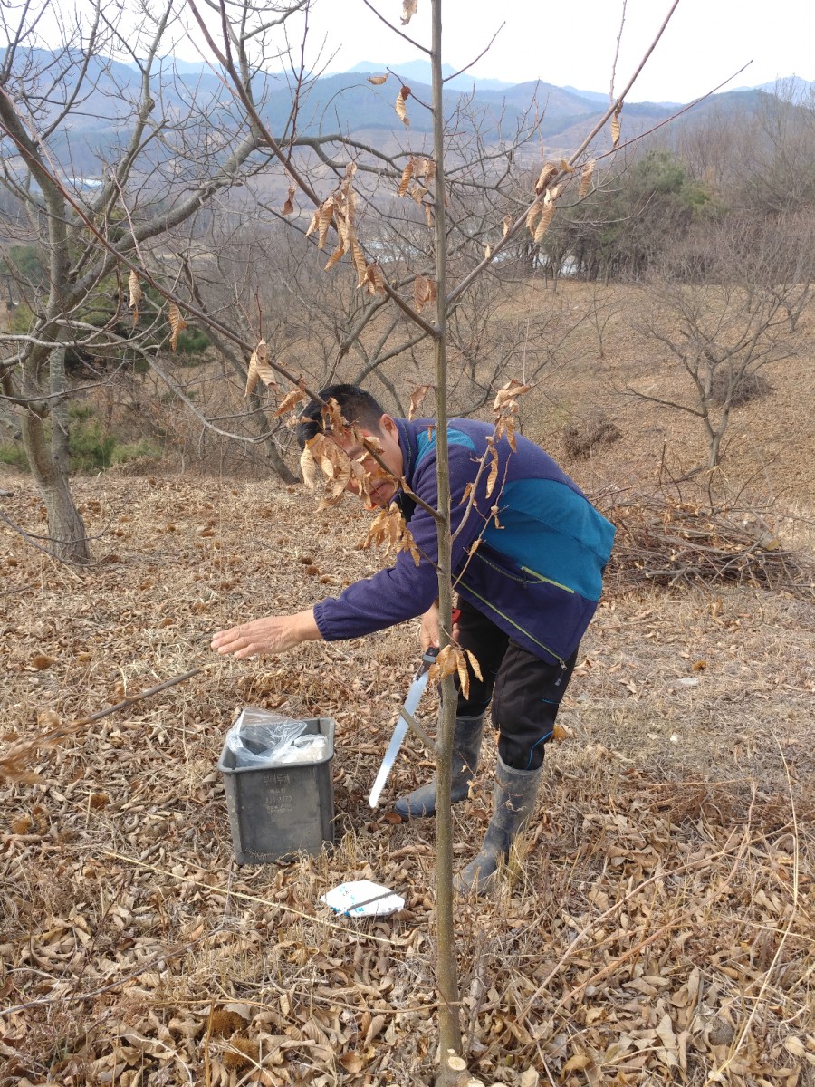 웃골농원 밤나무 접목하기 밤나무접목하는방법 밤나무재배방법 네이버 블로그