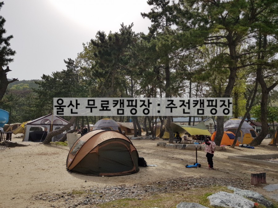 울산 캠핑장 무료캠핑장 주전가족휴양림캠핑장 주전캠핑장 다녀왔어요 네이버 블로그