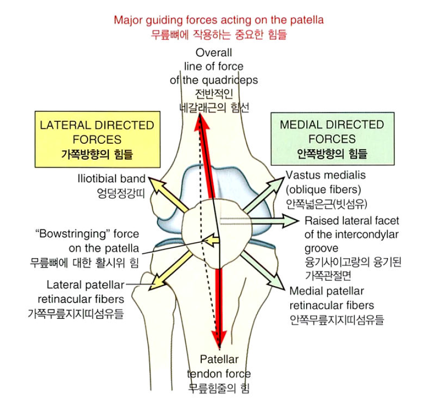 무릎 통증 연골연화증 무릎뼈 고위 저위 모두 대퇴사두근넙다리네갈래근이 문제다 네이버 블로그