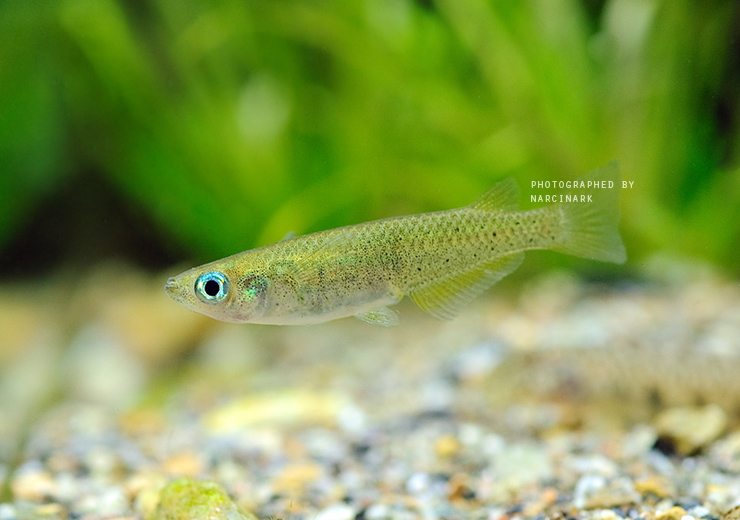 송사리 길러보기 : 네이버 블로그