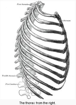 [늑골]하흉각(Infrasternal angle) : 네이버 블로그